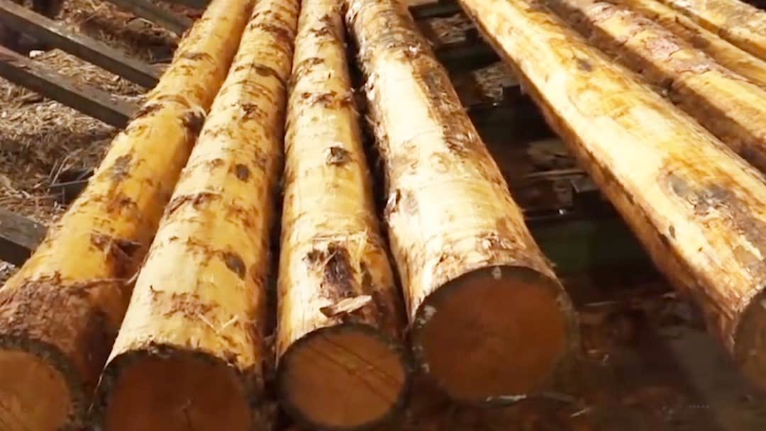 木材加工一条龙!看得神清气爽,这才是真正的实木板