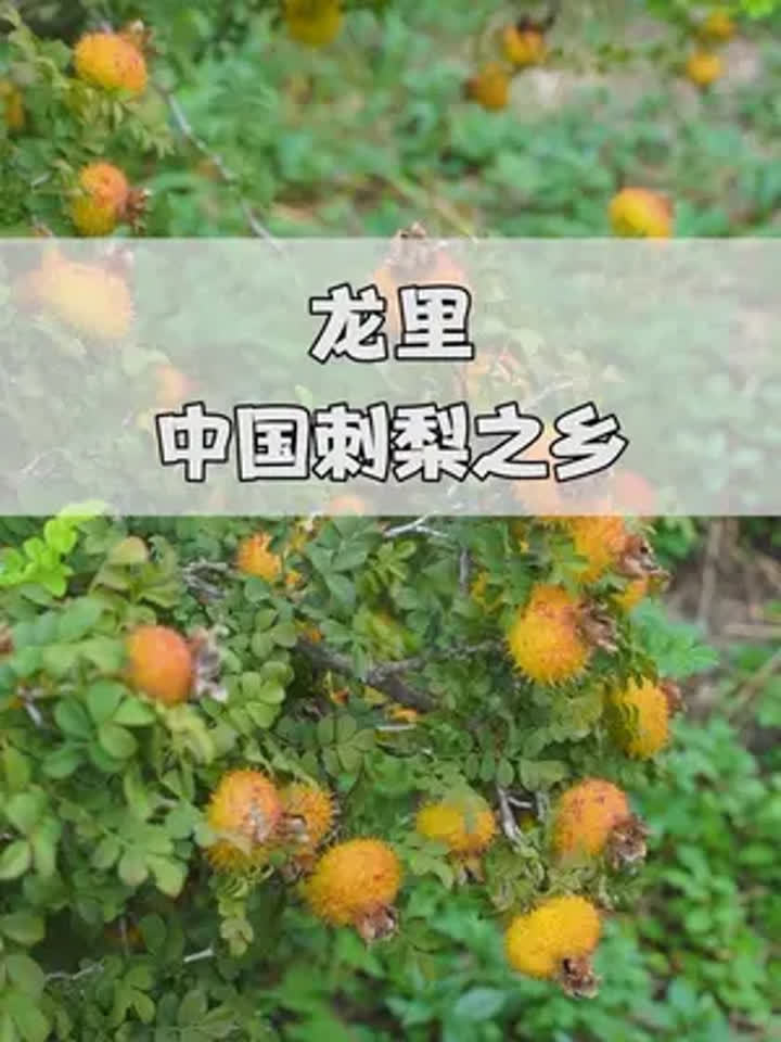 贵州堪比人参果好吃的vc之王--刺梨 #贵州龙里 #龙里刺梨 #贵州吃货...