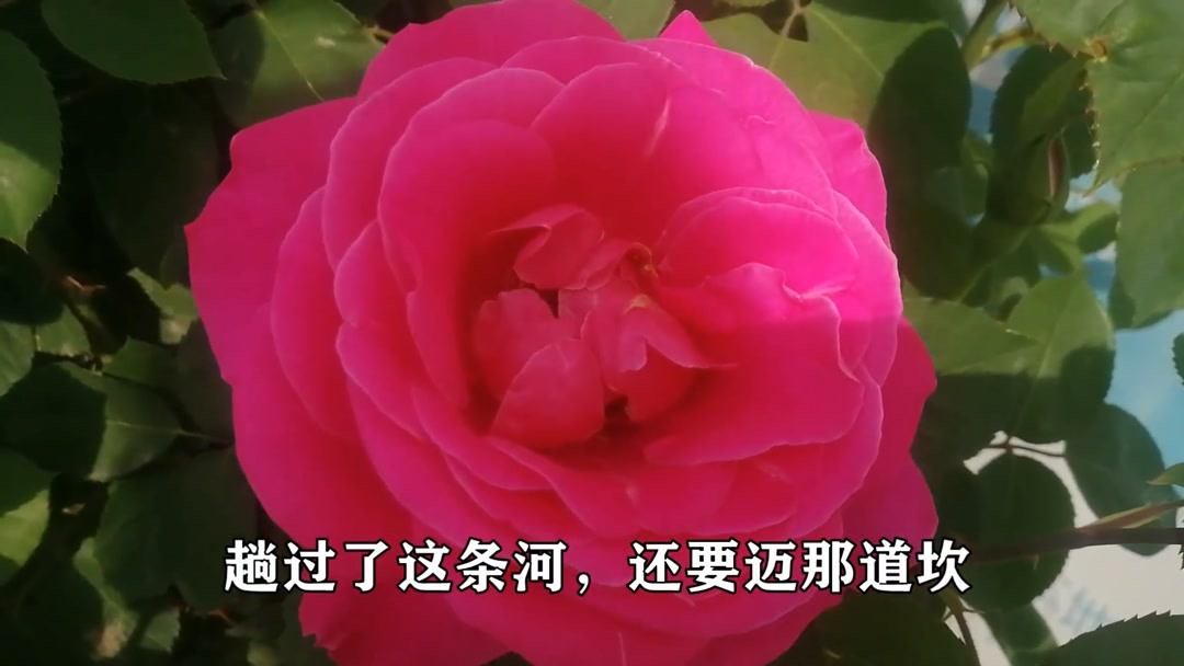 望海高歌一首《人世间走一回》唱出了人生感悟,听哭了多少人!