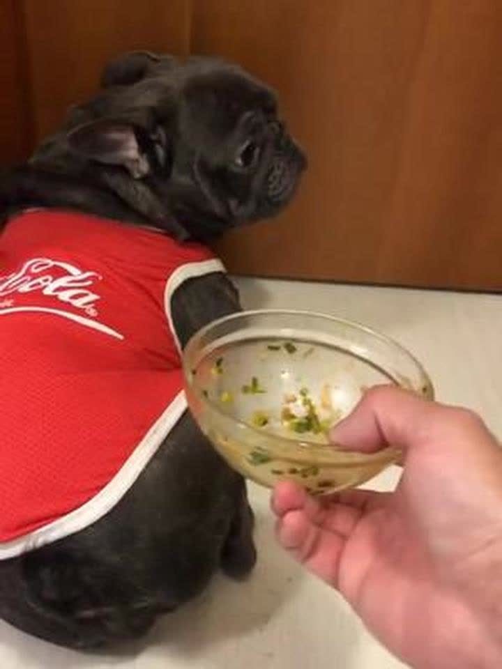 法斗 爆肚也是只狗 爆肚早年珍贵影像资料,自己粘麻酱