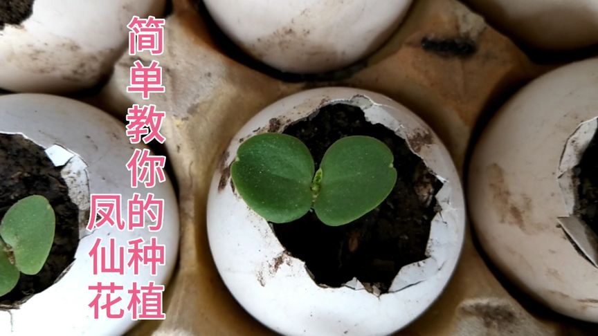 简单教你的种植凤仙花