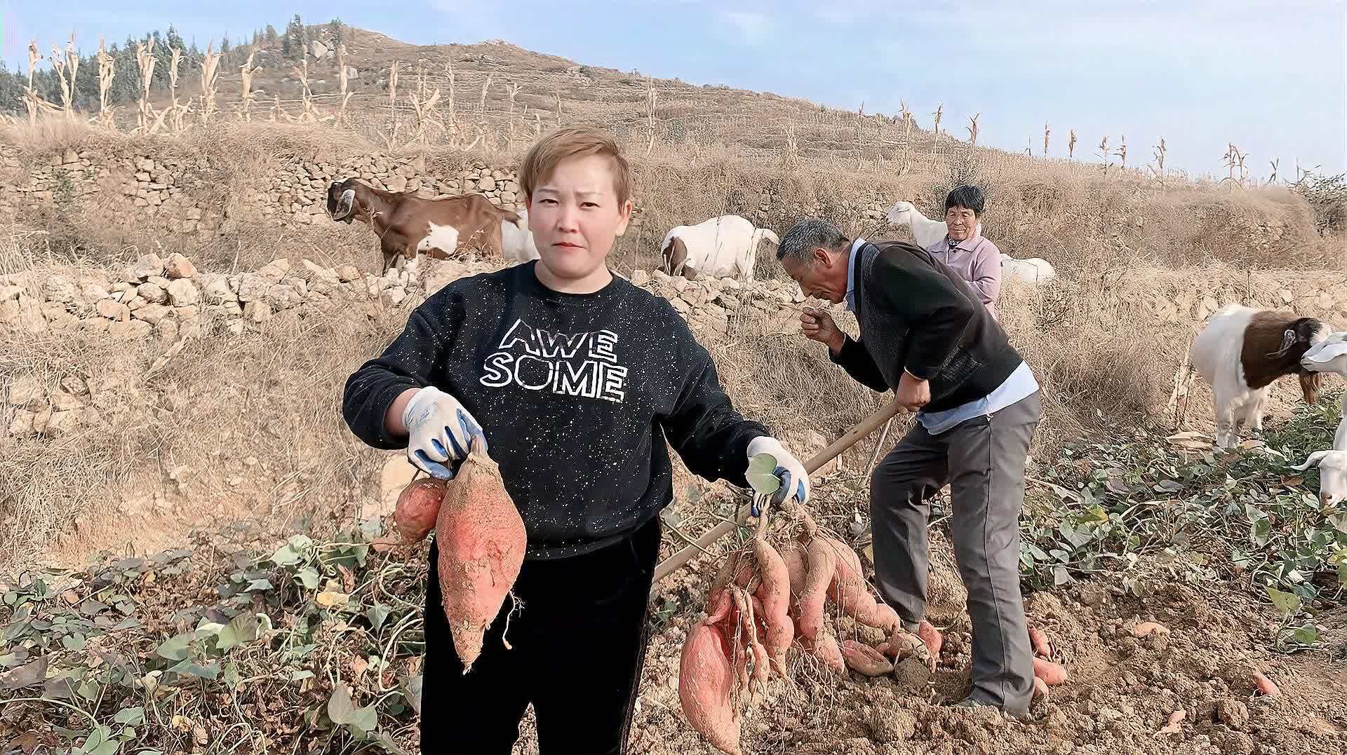 推个小车带你去地里刨地瓜,地瓜一斤才三毛多,带回家烤着吃太爽