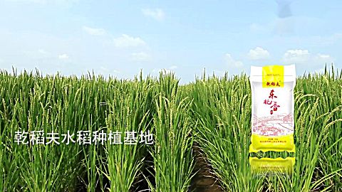 乾稻夫大米宣传片-星瞳传媒出品13945008009