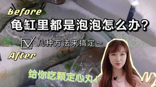 缸里讨厌的泡泡从那里来?一招教你搞定!新手必看养龟科普