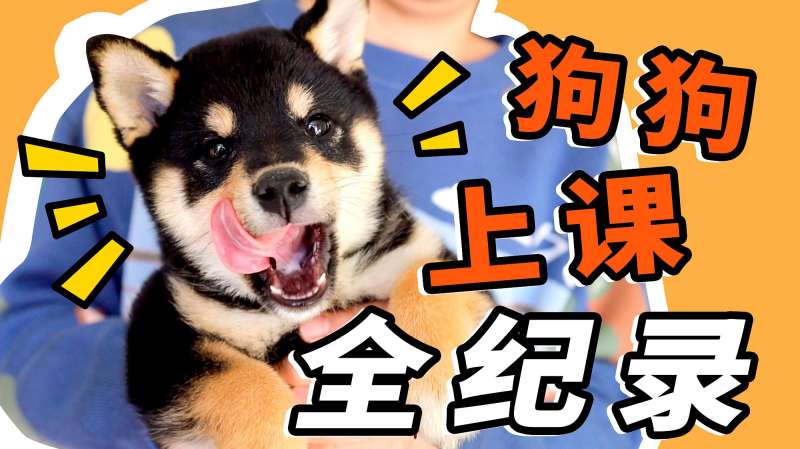 狗狗学校是怎么上课的?看完这个视频就知道啦!