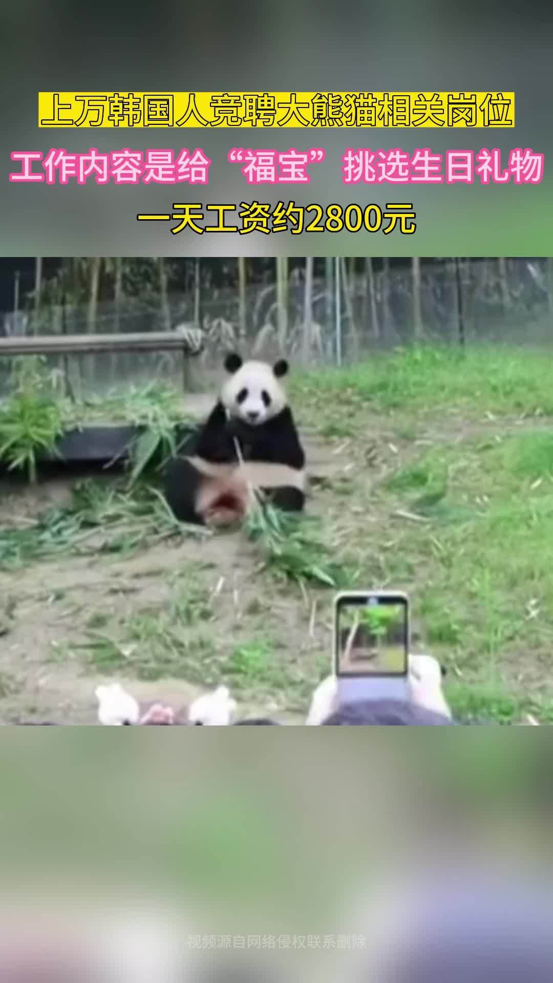 韩国人竞聘大熊猫相关岗位是,工作内容是给"福宝"挑选生日礼物