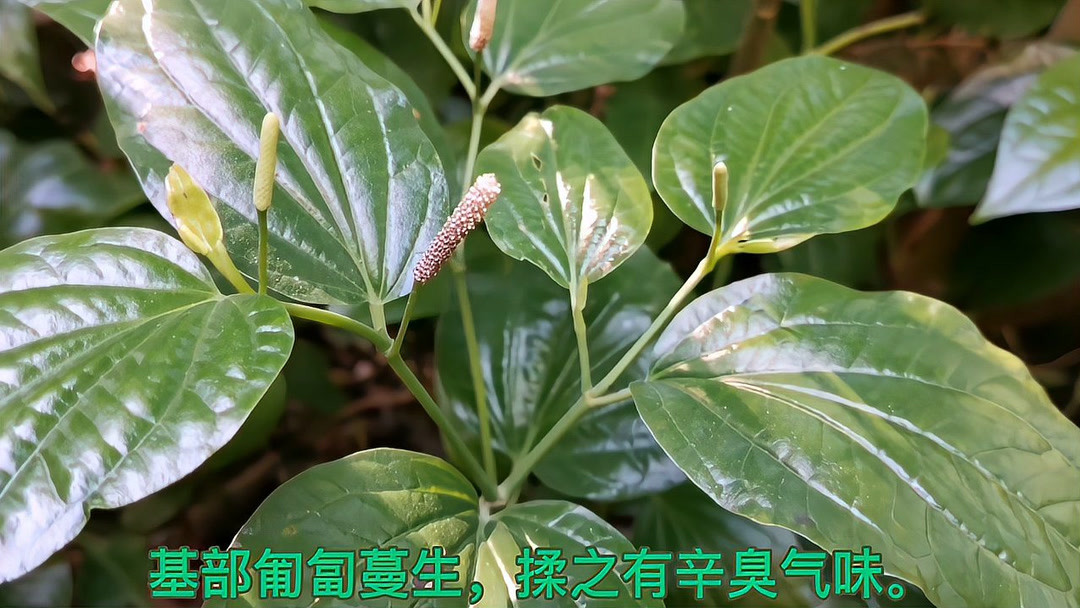 假蒌用途广泛,包粽子焖鸡炒田螺都少不了它,哪种搭配更好吃呢?