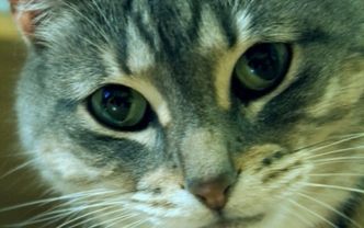 #无语#cs 材质包