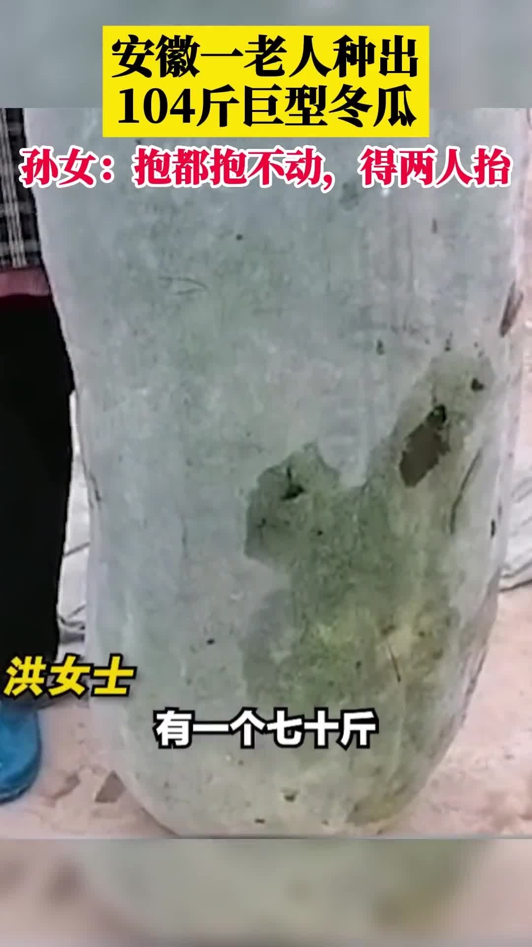 安徽一老人种出104斤巨型冬瓜