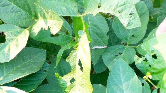 农村阿婆古法种植庄稼,不用农药和化肥,地里的虫子是亮点