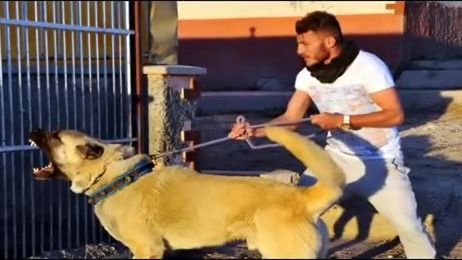 最凶猛的狗世界,世界上最厉害的狗狗!