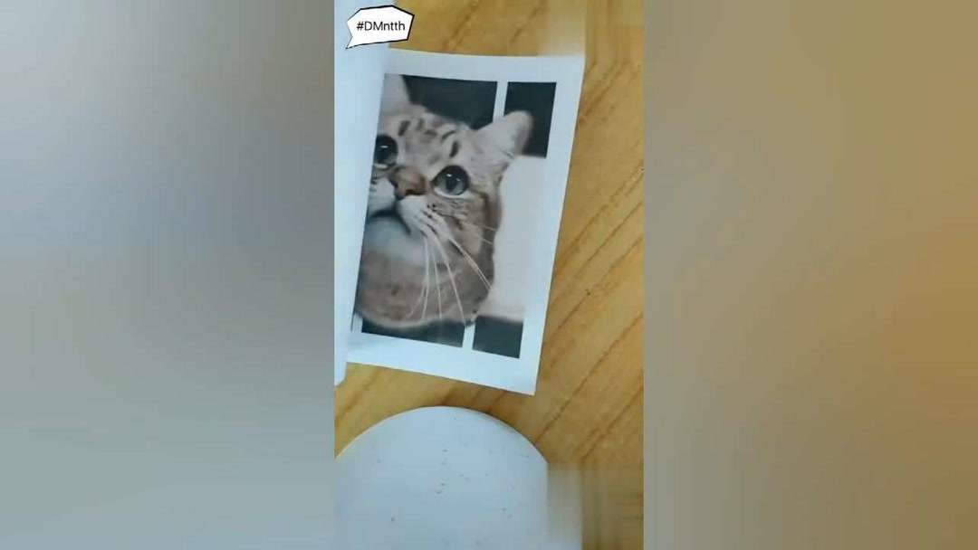 翻动着这本书,里面的猫竟然活了