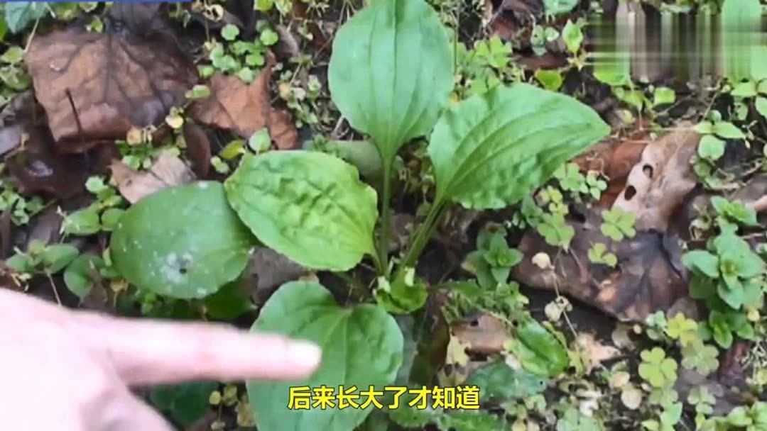 3种农村常见野草,以前老人都拿来治病,你认识吗?