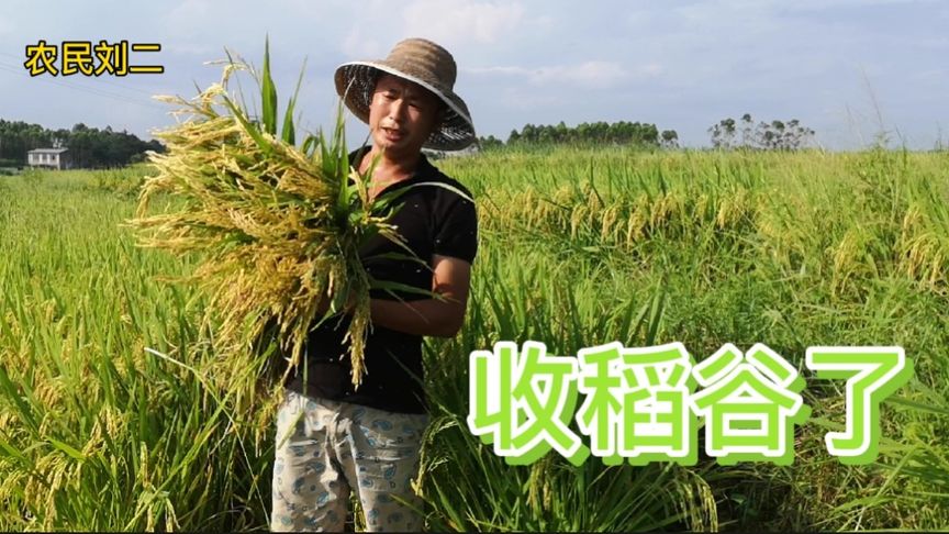 手工收割稻谷速度太慢了,是我们老了还是天气太热了