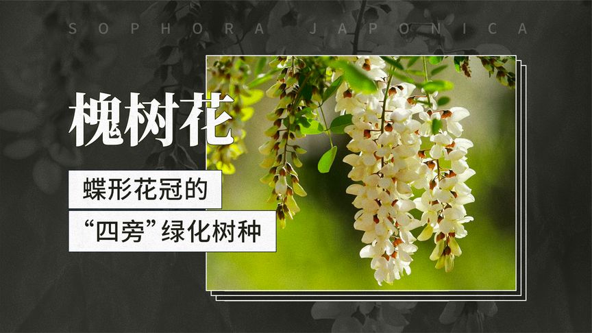 槐树花蝶形花冠的“四旁”绿化树种