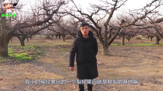 长了40多年的梨树你见过吗,听亮哥给你介绍一下,稀奇