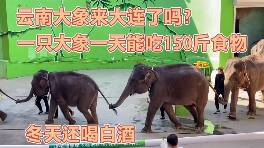 云南大象来大连啦,还会喝白酒,个个都还有绝技,一起去看看吧