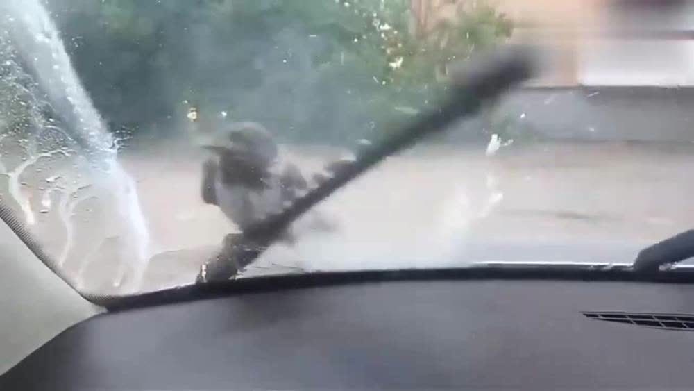 汽车雨刷上,乌鸦死赖着就不走,开雨刷模式冲水都赶不走