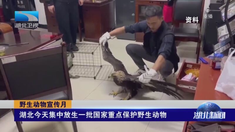 [湖北新闻]野生动物宣传月 湖北今天集中放生一批国家重点保护野生动物