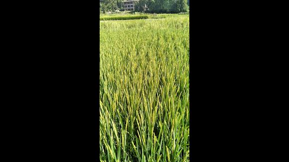 水稻技术管理,才能有优质的产品!
