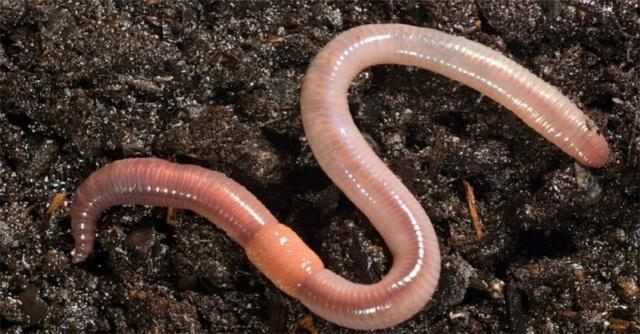 韧带损伤针灸有用吗?蚯蚓能治病吗?