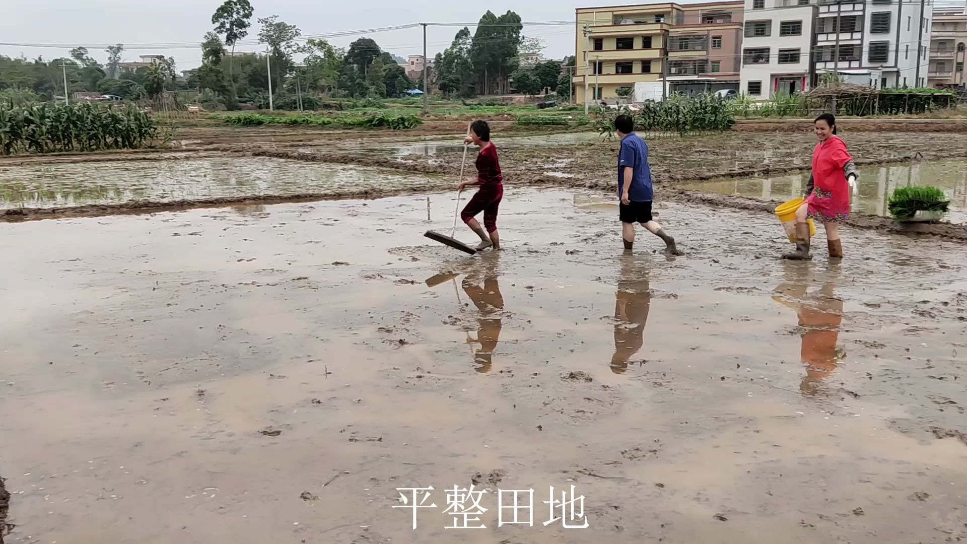 让我们一起来春耕,了解一下农村是怎么样将稻谷种出来的