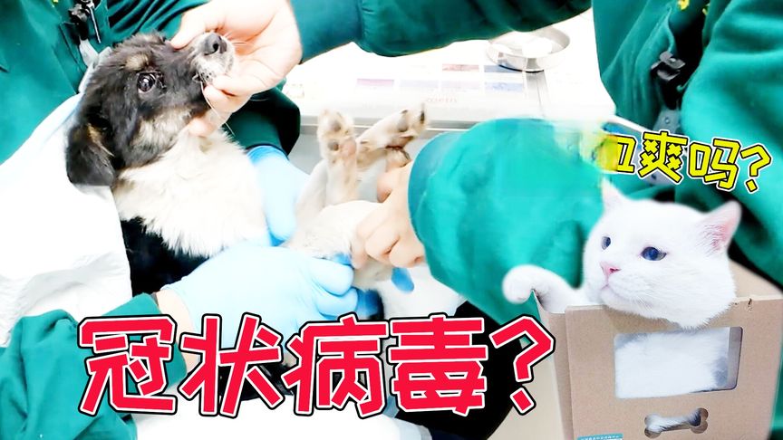 可怜流浪狗查出冠状病毒,住院两天就学了会握手,这是去上学了吧