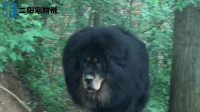 朋友养了6年的“鬼獒”狮子都敌不过的气势