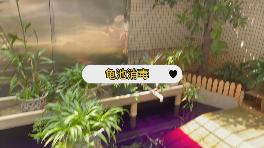 广东气温很高,我们开始消毒龟池啦~