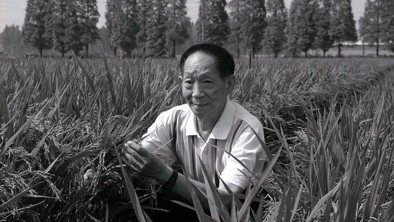 袁隆平:国研究与发展杂交水稻的开创者、世界杂交水稻之父