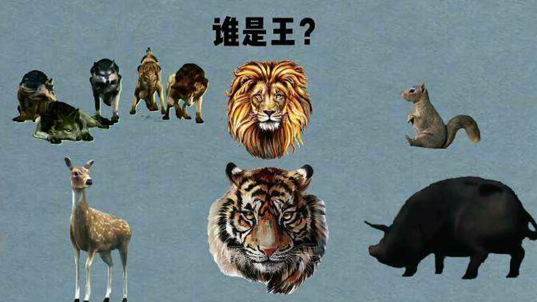 森林里动物开会讨论狮子和老虎,谁是老大?