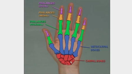 Maya 2011和 Mudbox 2011建模教程制作真实的手01