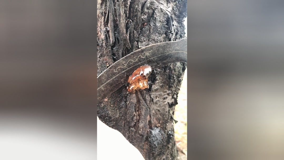 桃胶是蔷薇科植物桃或山桃等树皮中分泌出来的树脂,又名桃脂,桃花泪,...