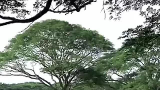 松鼠吃果实时连种子一走吞下,这样对植物没有好处的