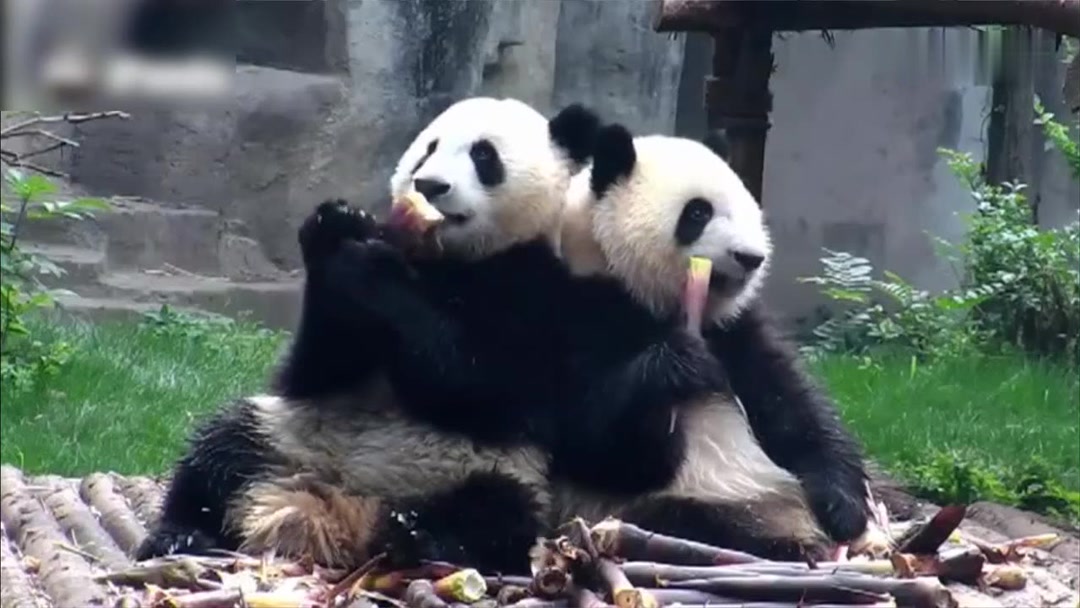 专治不开心:熊猫搞笑视频合集