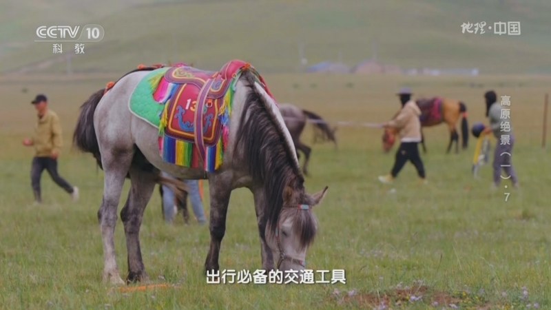 [地理·中国]蒙古族同胞每年都会在草原上举办那达慕大会