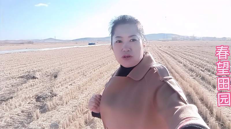 黑龙江的水稻喜获丰收,机械化收割现代化加工,大米优质味道香
