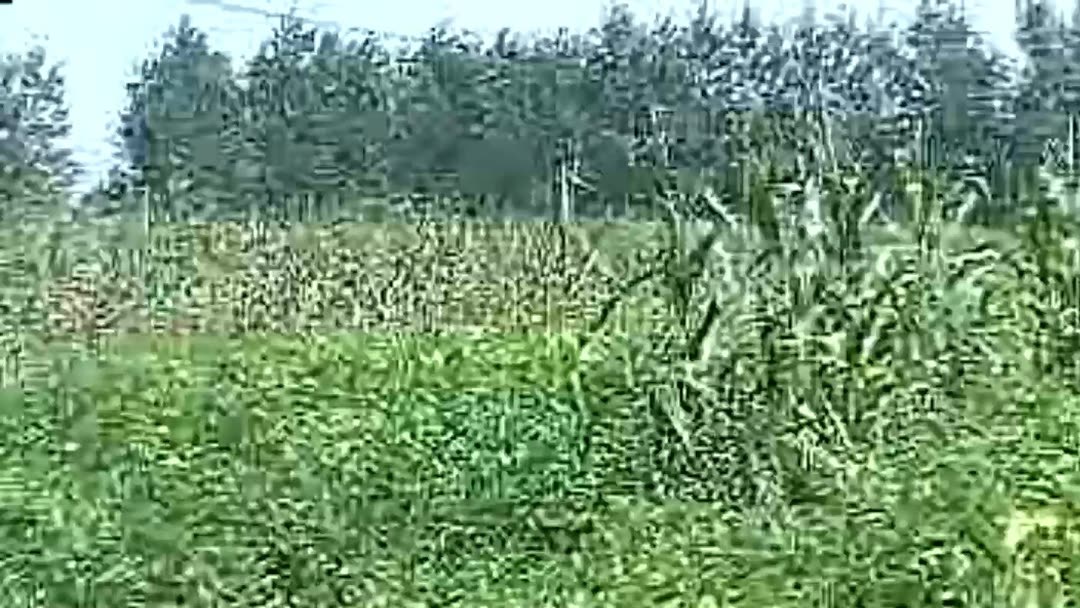 河南戏曲大全豫剧全场戏河南【弟兄俩争洞房】