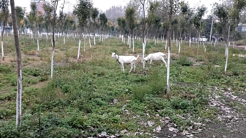 农村乡下全程实拍羊叫