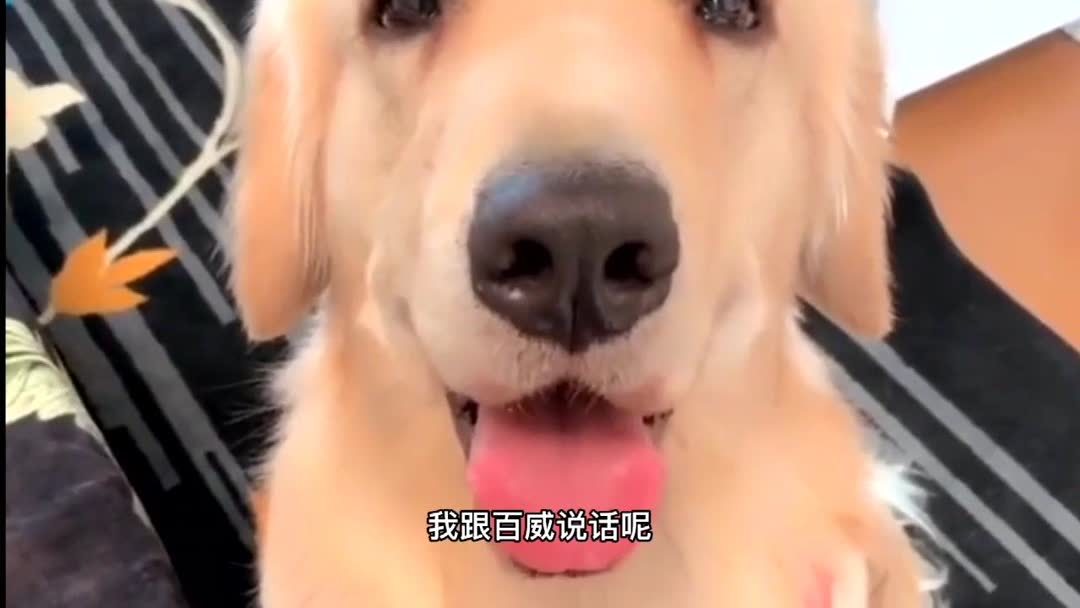 金毛宾利和妈妈玩对对联游戏,没想到被宾利套路了,结局太搞笑了