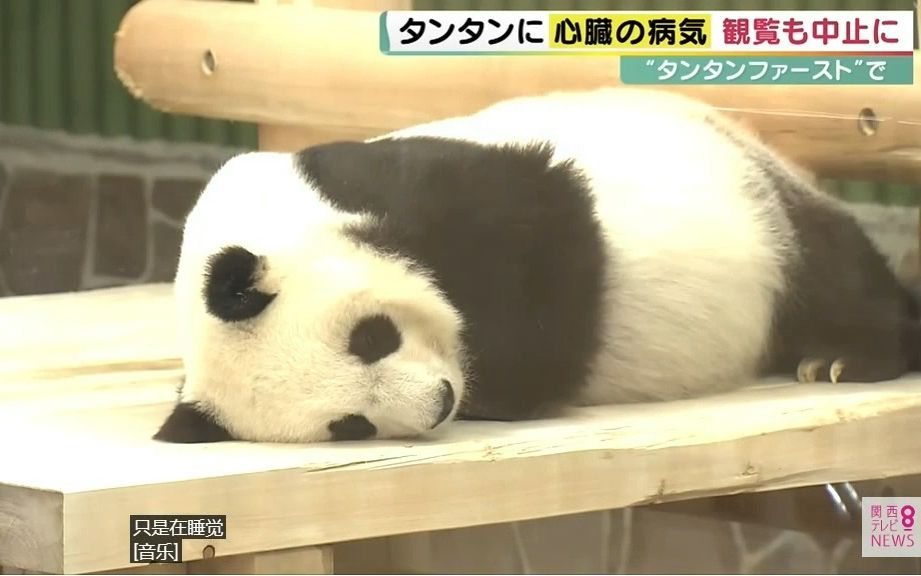 ...“神户大小姐”。自伴侣兴兴去世后,她独自在王子动物园呆了12年。