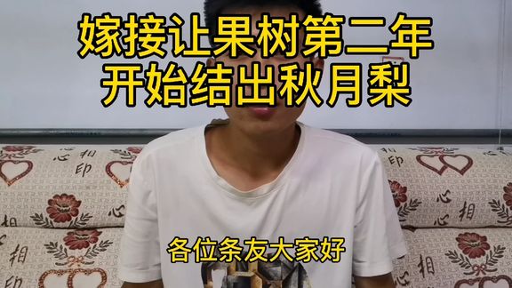 如何实现短期内长出秋月梨,快速提高经济效益