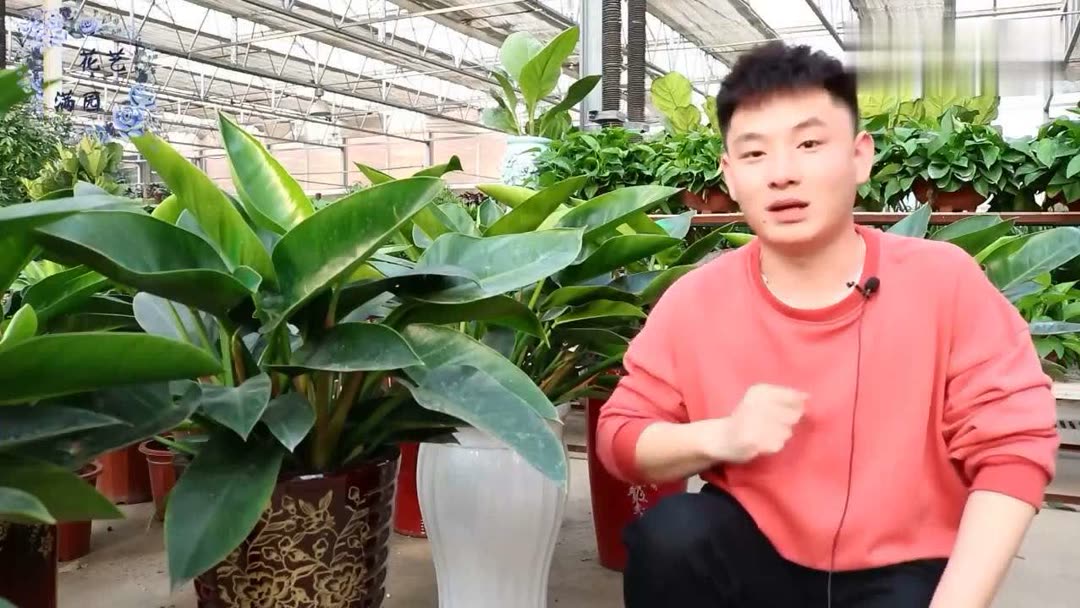 金钻一听名字就很有寓意,也是不少人喜欢的一个原因