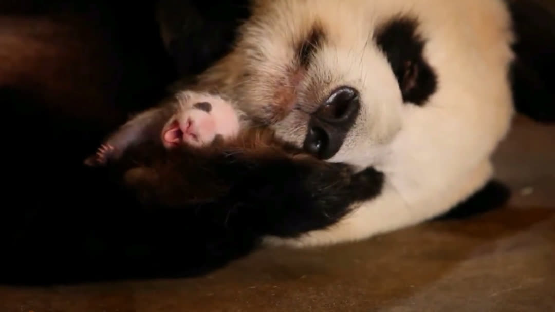 刚出生的小熊猫,真的是太可爱了