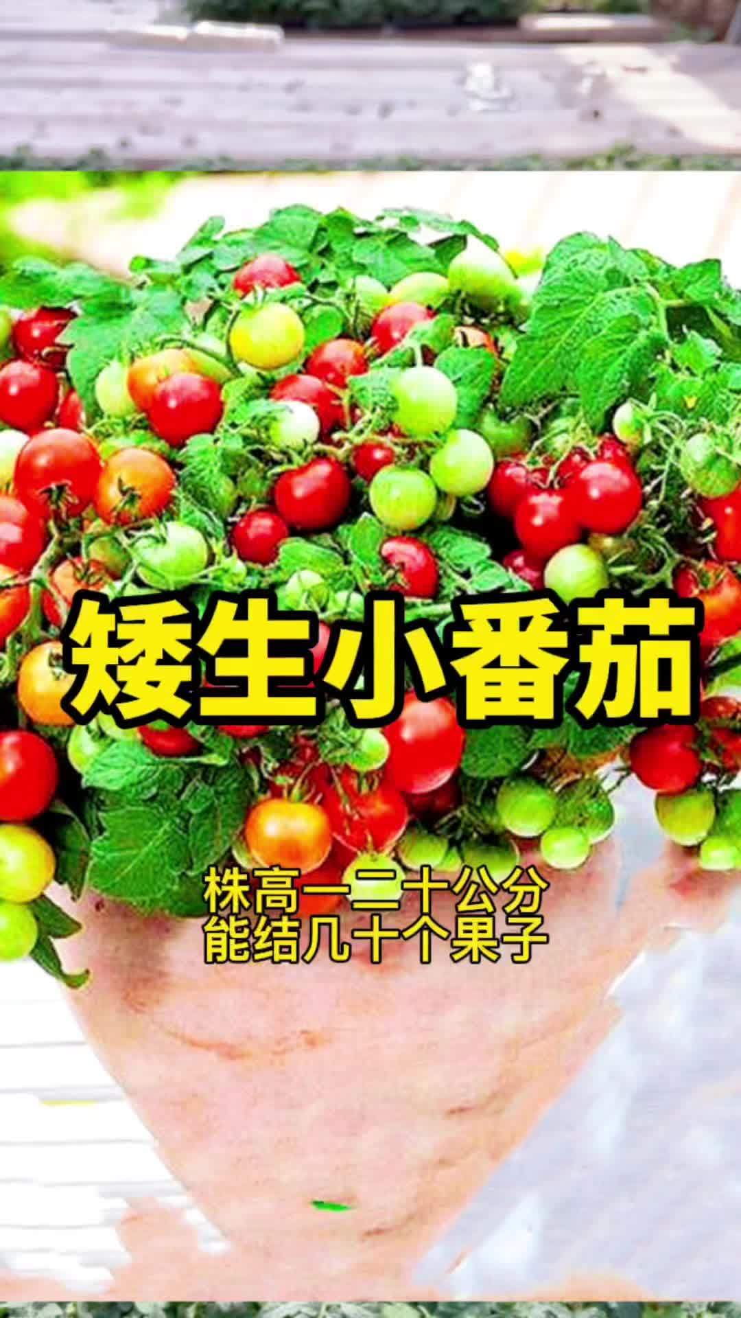 适合阳台盆栽种植的矮生小番茄,不仅好种植而且好吃又好看!#矮生...