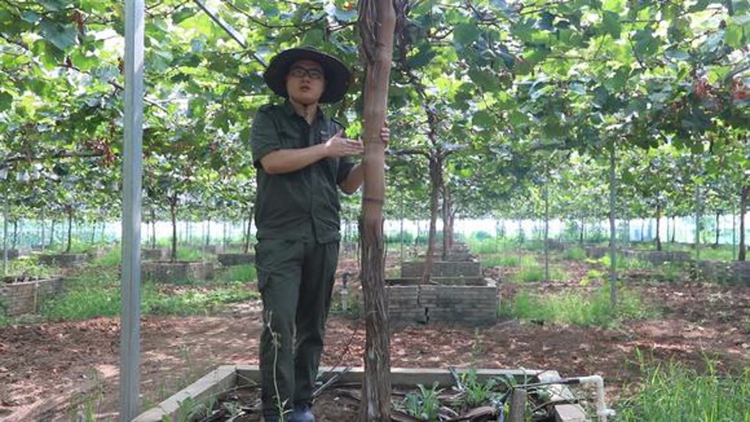 葡萄用这种栽培技术一棵顶十几棵?原来是这样!看种植户咋说的