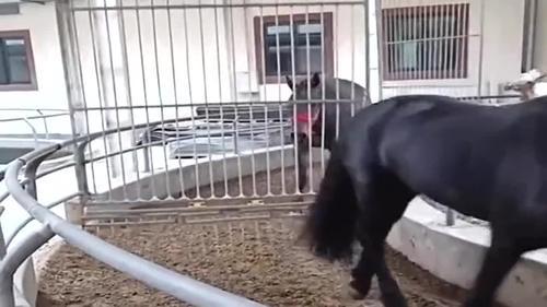 农村人真会玩,这才是真正的旋转真马,太逗了!