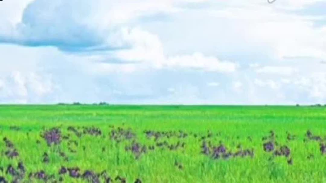 敕勒歌朗诵 配乐朗诵敕勒歌