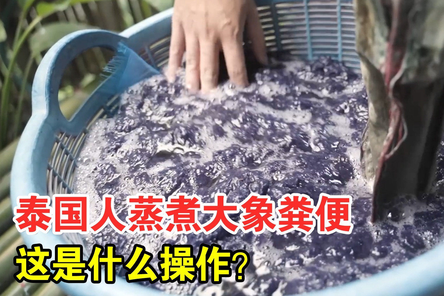 泰国人蒸煮大象粪便!这是什么操作?难道有“特殊”用途?
