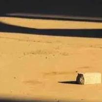 城市体验官老李 